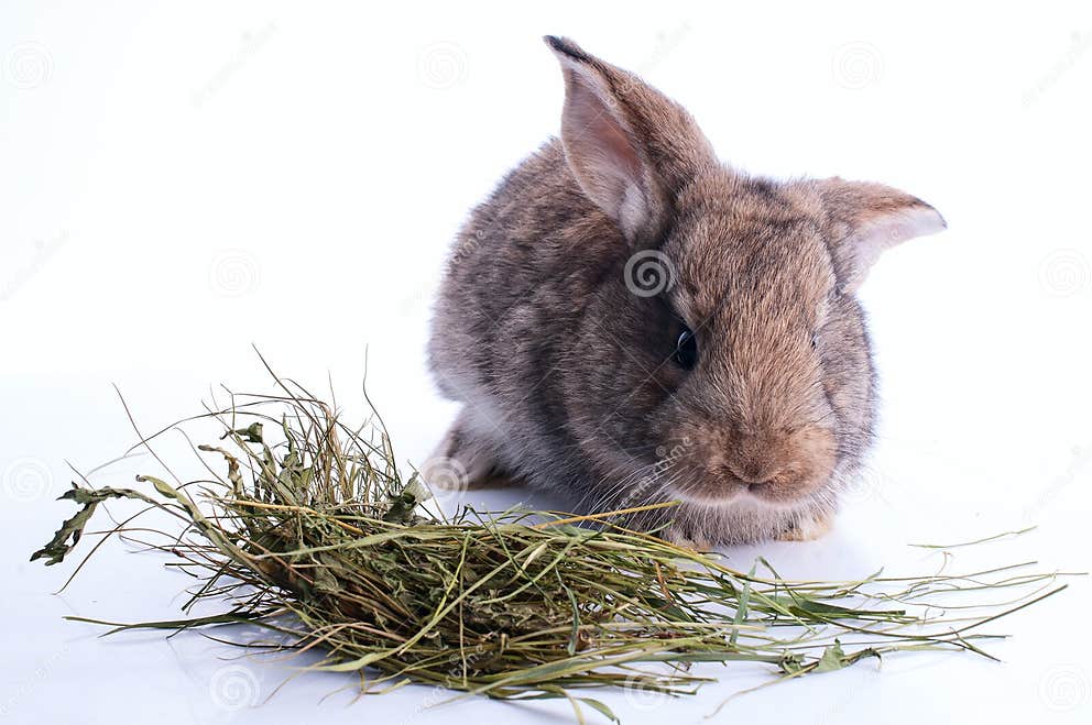 Grey rabbit is eating hay stock image. Image of clean - 32355375