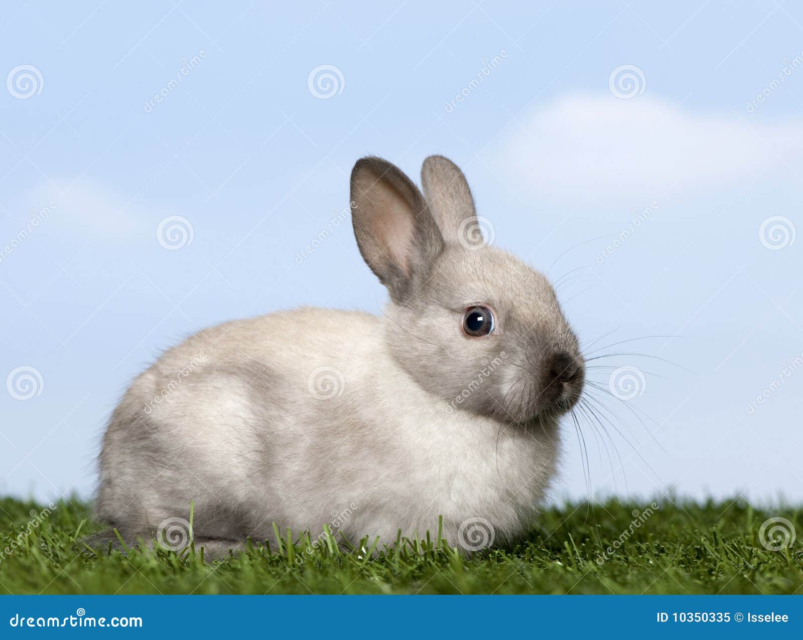 Grey Rabbit on grass stock image. Image of yard, garden - 10350335