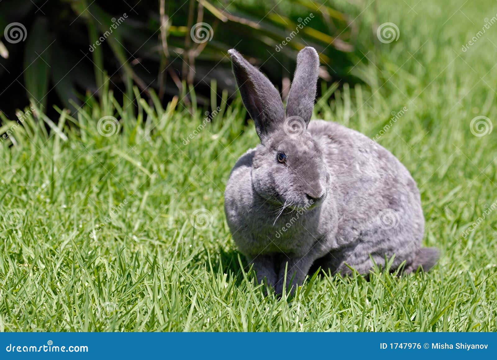 The Grey Rabbit on the Grass Stock Photo - Image of mammal, body: 1747976