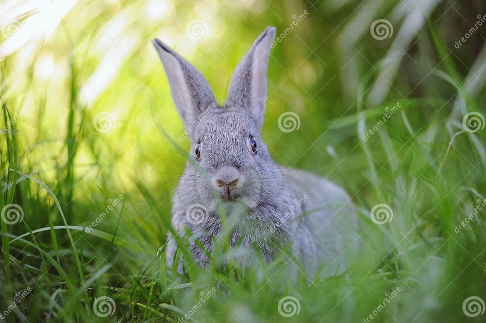Grey rabbit in the grass stock image. Image of rural - 50181463