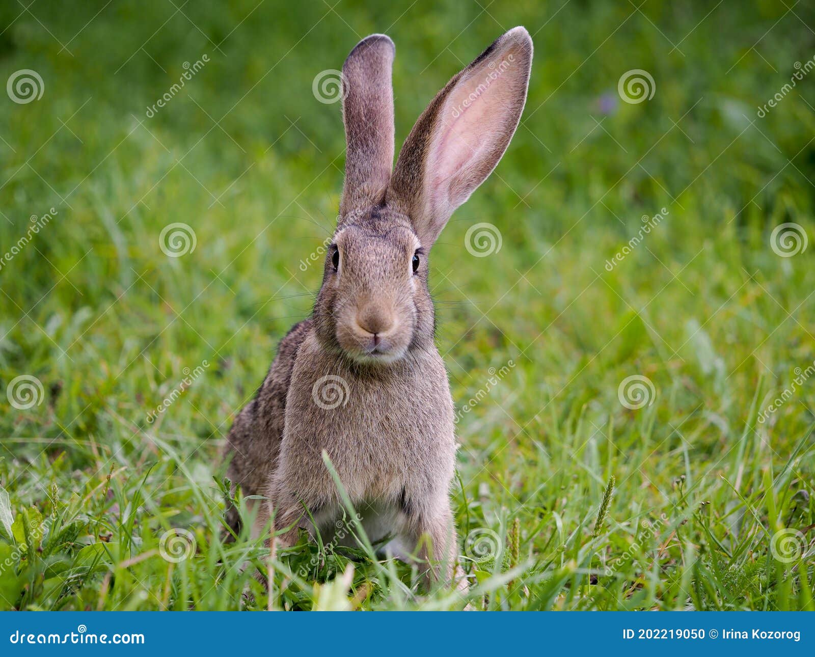 Grey rabbit in grass stock photo. Image of rabbit, farm - 202219050