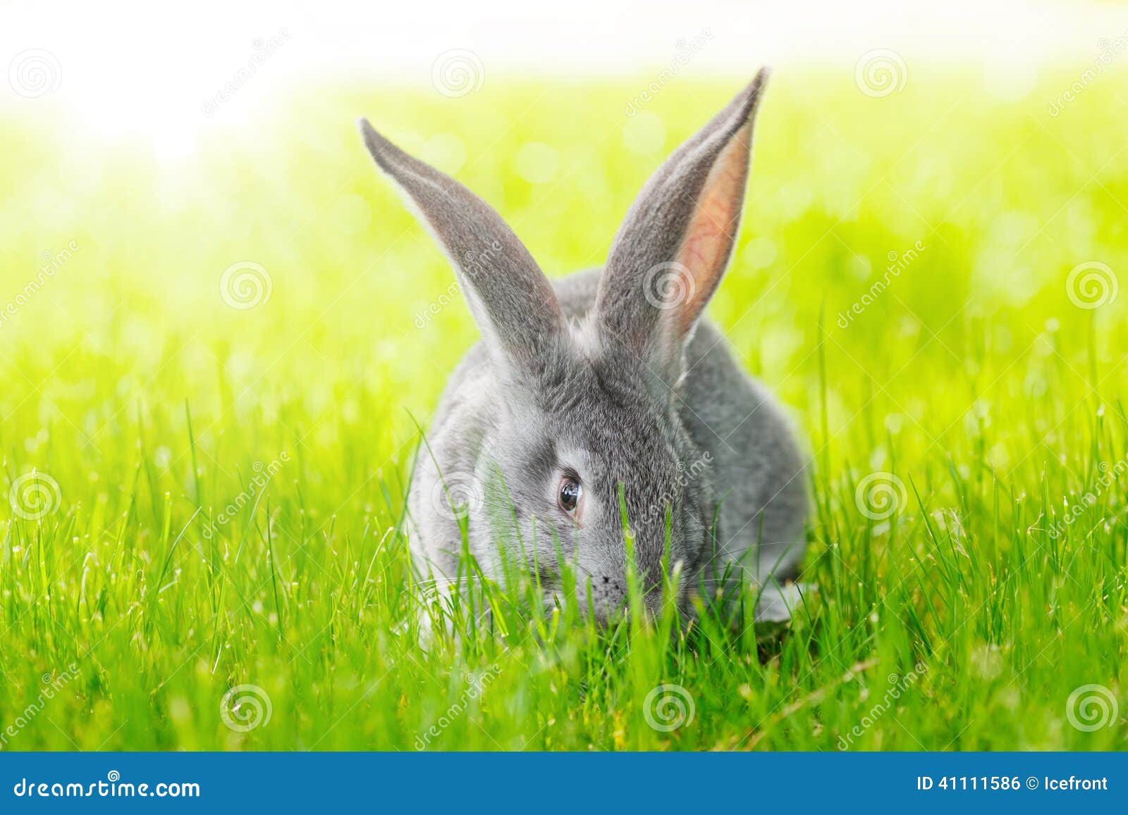 Grey rabbit in green grass stock photo. Image of mammal - 41111586