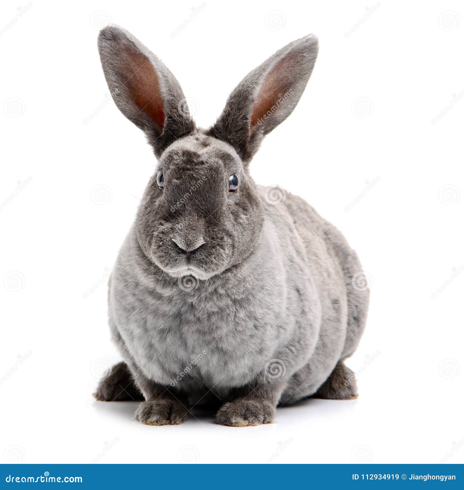 Grey rabbit stock image. Image of fluffy, farm, animal - 112934919