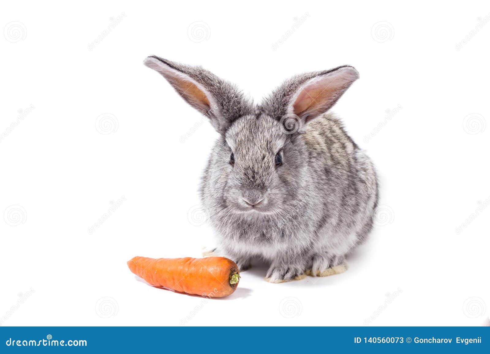 Grey Rabbit Isolate with Carrots, Stock Image - Image of hairy, farming ...