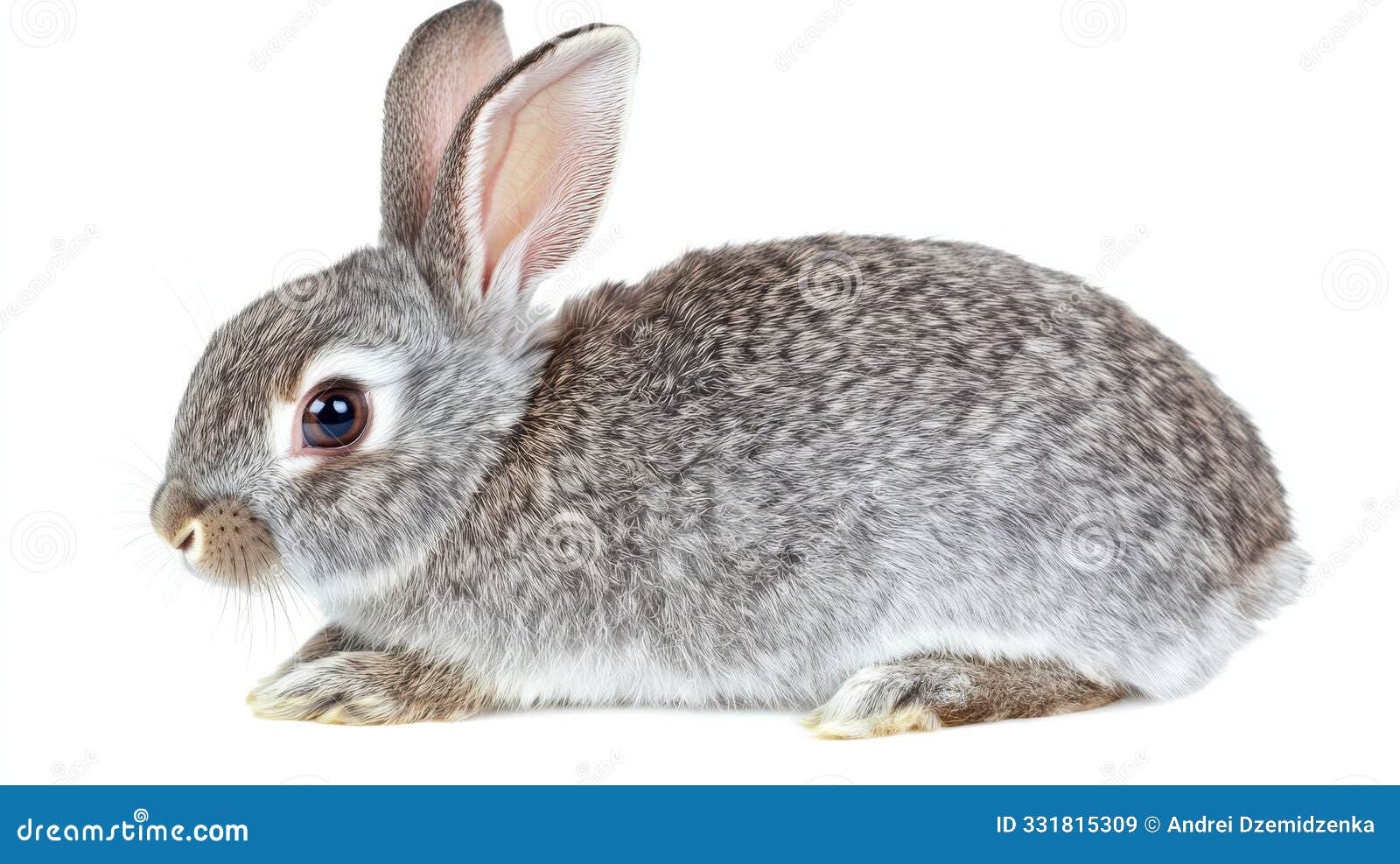 Grey Rabbit Isolated on Transparent White Background Stock Illustration ...