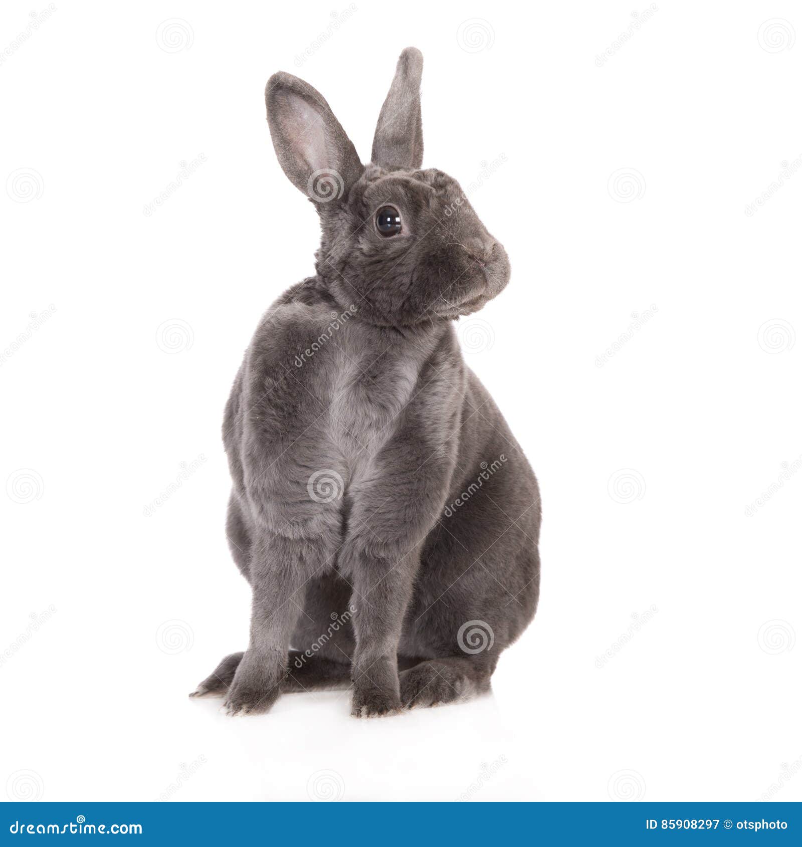 Grey Rabbit Posing on White Stock Image - Image of ears, looking: 85908297