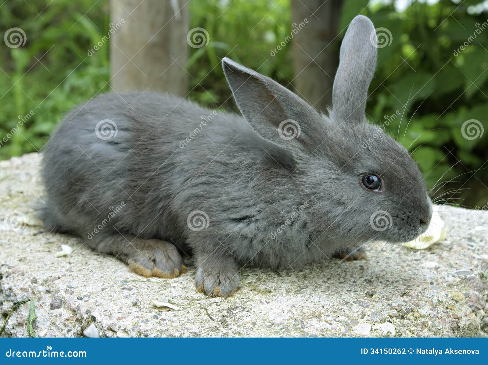 Grey rabbit stock photo. Image of easter, cottontail - 34150262