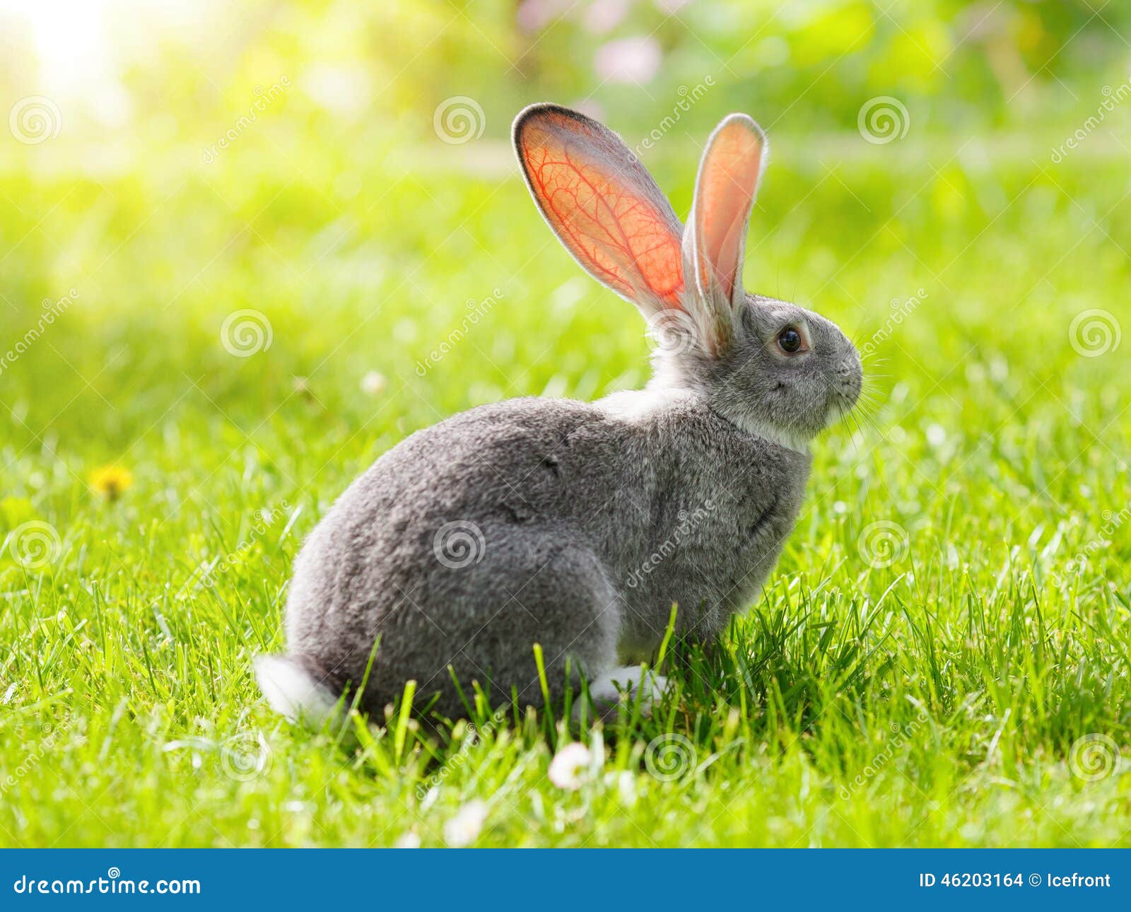 Grey Rabbit Sitting in Garden Stock Photo - Image of green, domestic ...