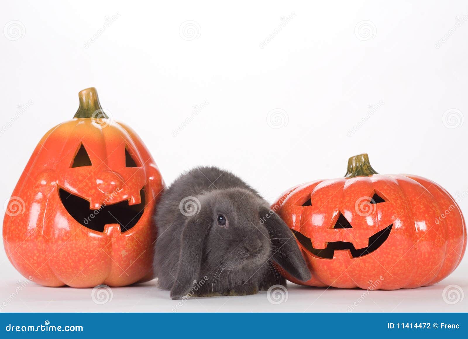 Grey Rabbit between Two Pumpkins Stock Photo - Image of grey, holiday ...
