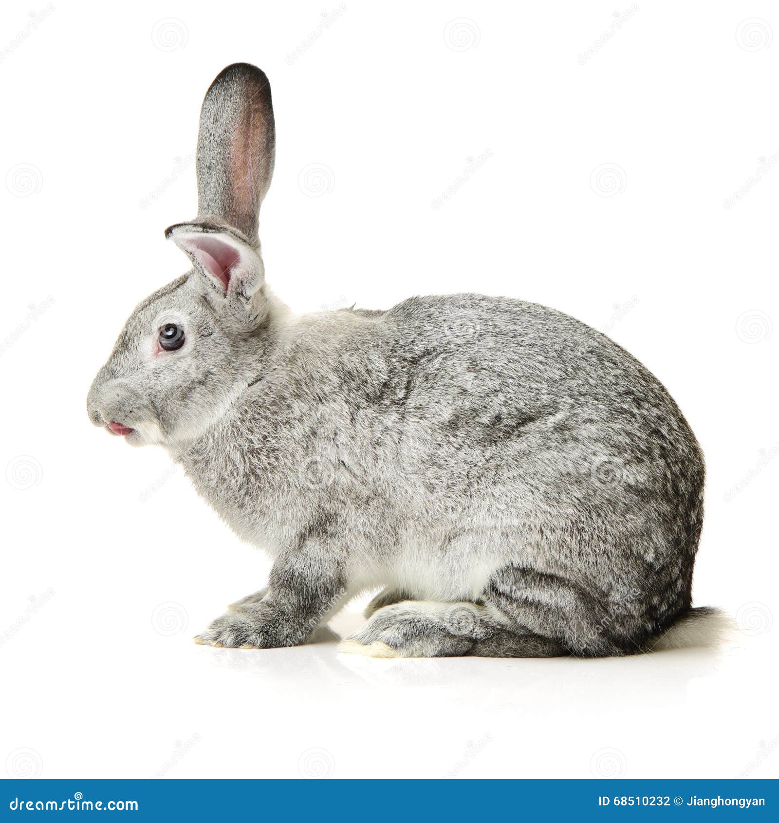 Grey rabbit stock photo. Image of view, animal, close - 68510232