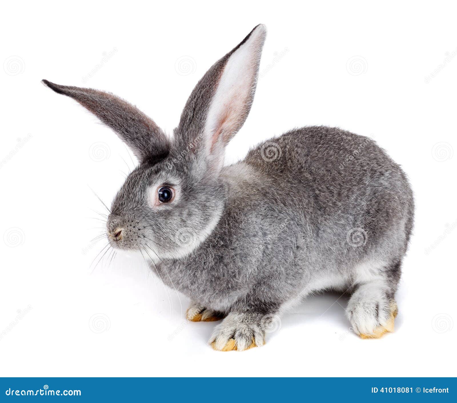 Grey Rabbit on White Background Stock Image - Image of sitting, cute ...