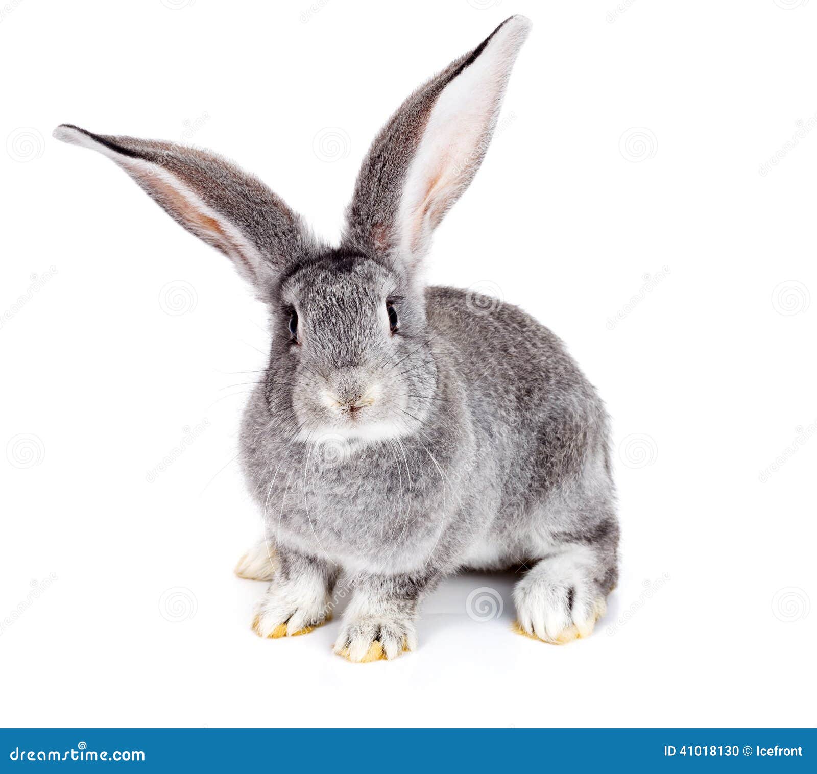 Grey Rabbit On The Field. Stock Photo | CartoonDealer.com #152802306