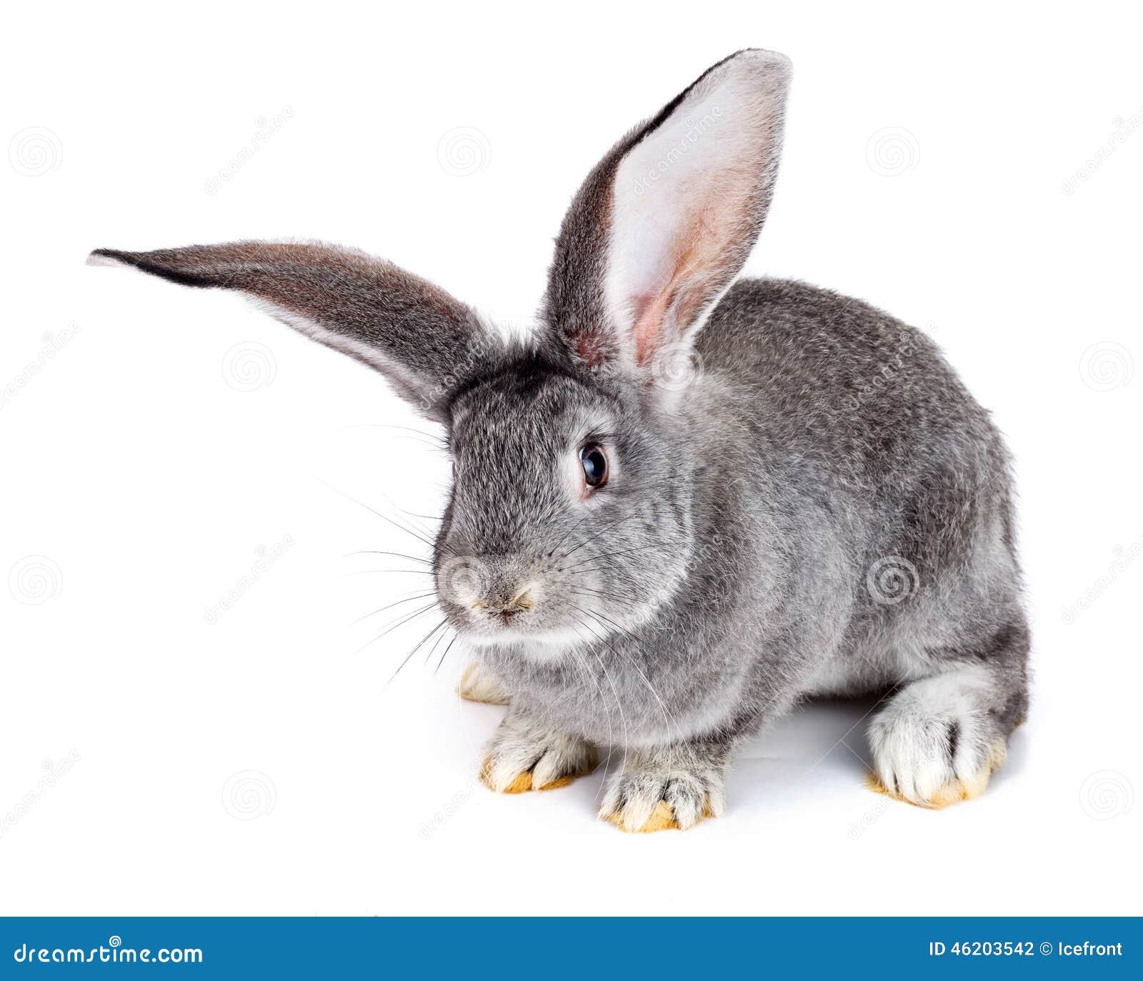 Grey Rabbit On The Field. Stock Photo | CartoonDealer.com #152802306