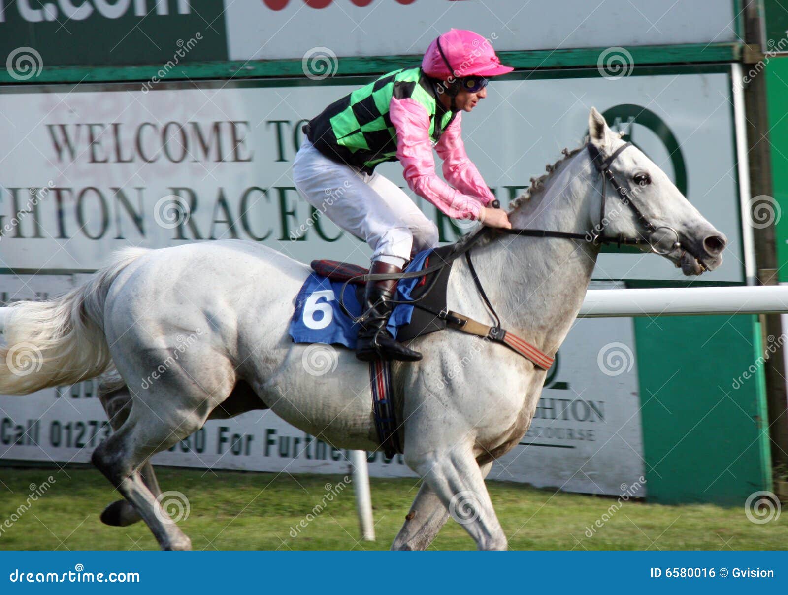 Grey Racehorse editorial photo. Image of racehorse, loser - 6580016