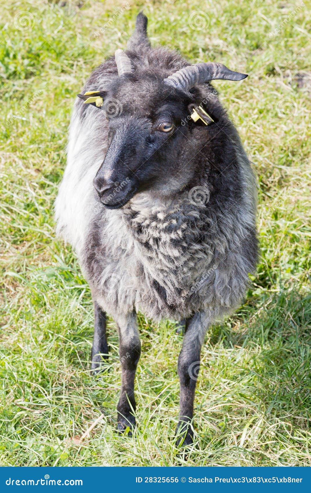 Grey ram stock photo. Image of farm, milk, horns, agriculture - 28325656