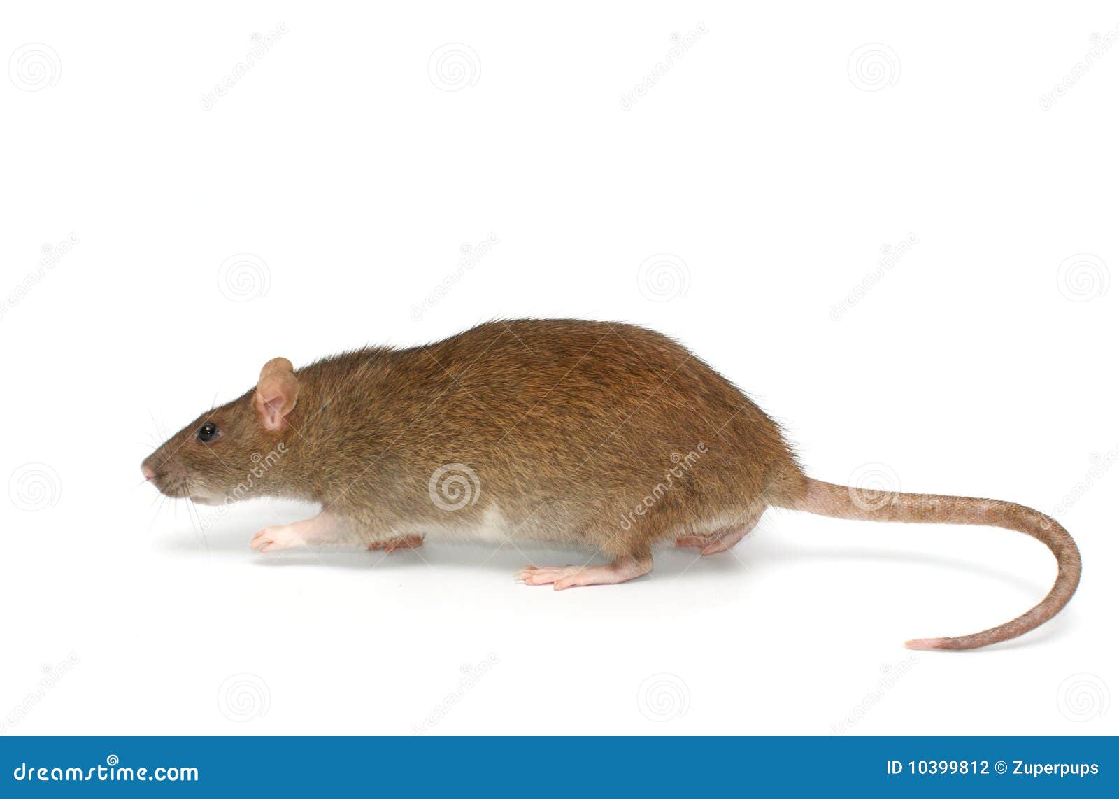 Grey rat stock photo. Image of furry, cute, fear, hanging - 10399812
