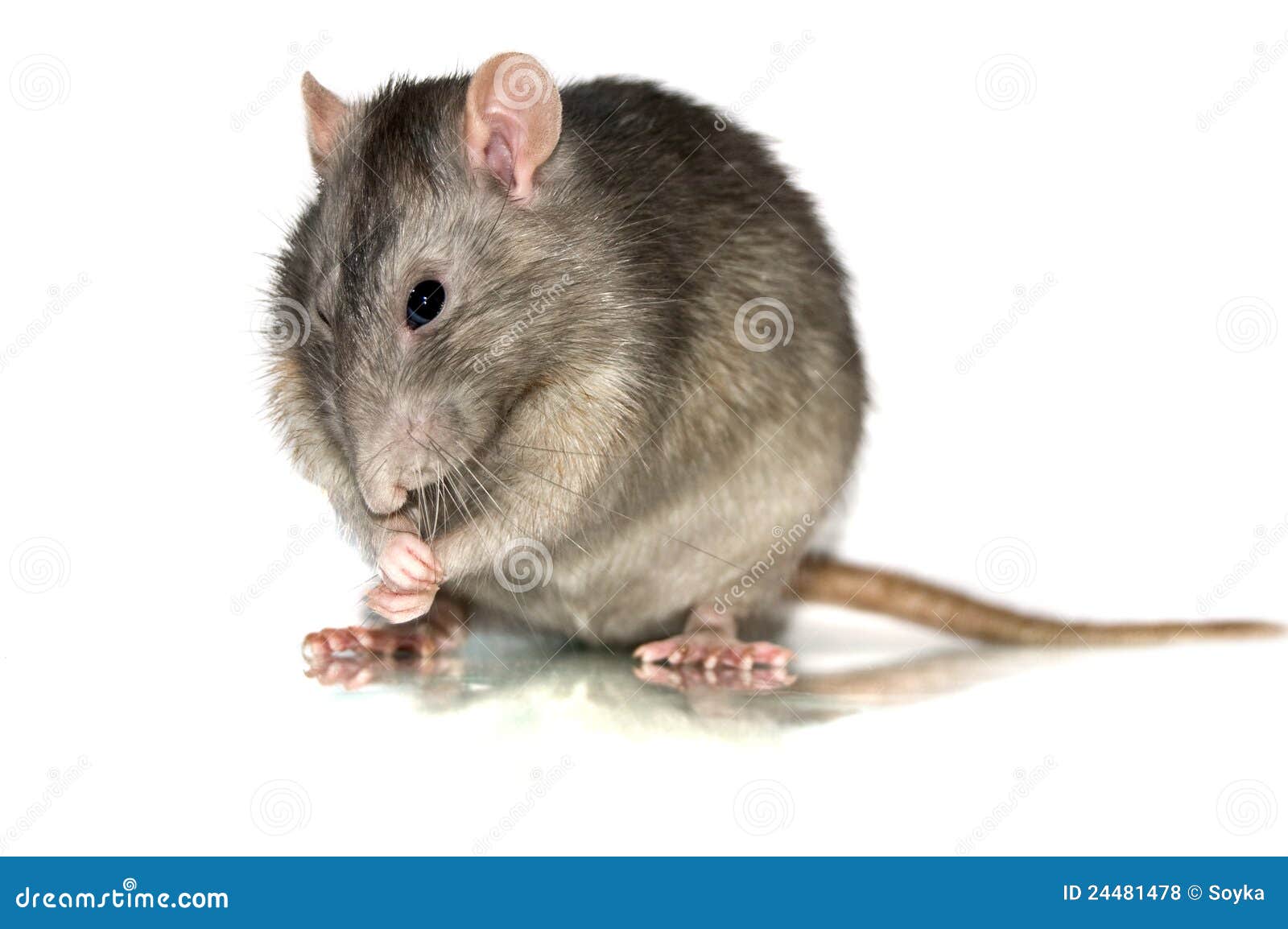 Grey rat stock photo. Image of whisker, pest, fluffy - 24481478