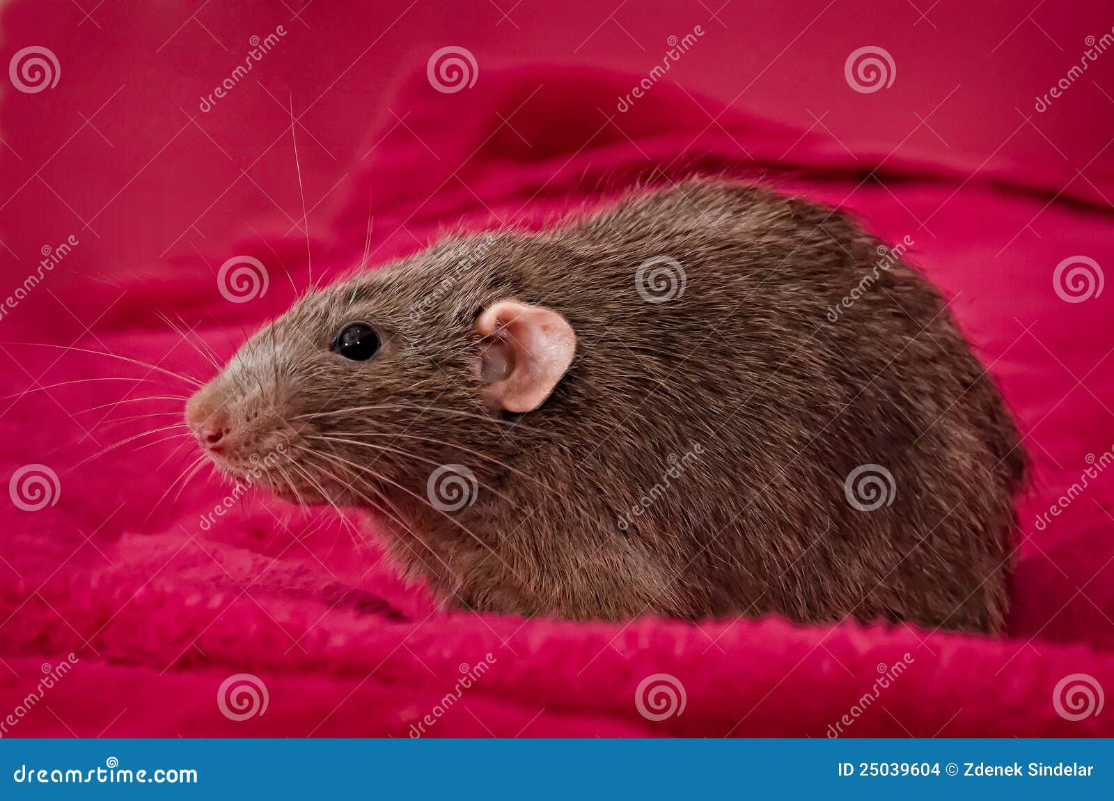 Grey Rat stock photo. Image of closeup, rodent, trust - 25039604