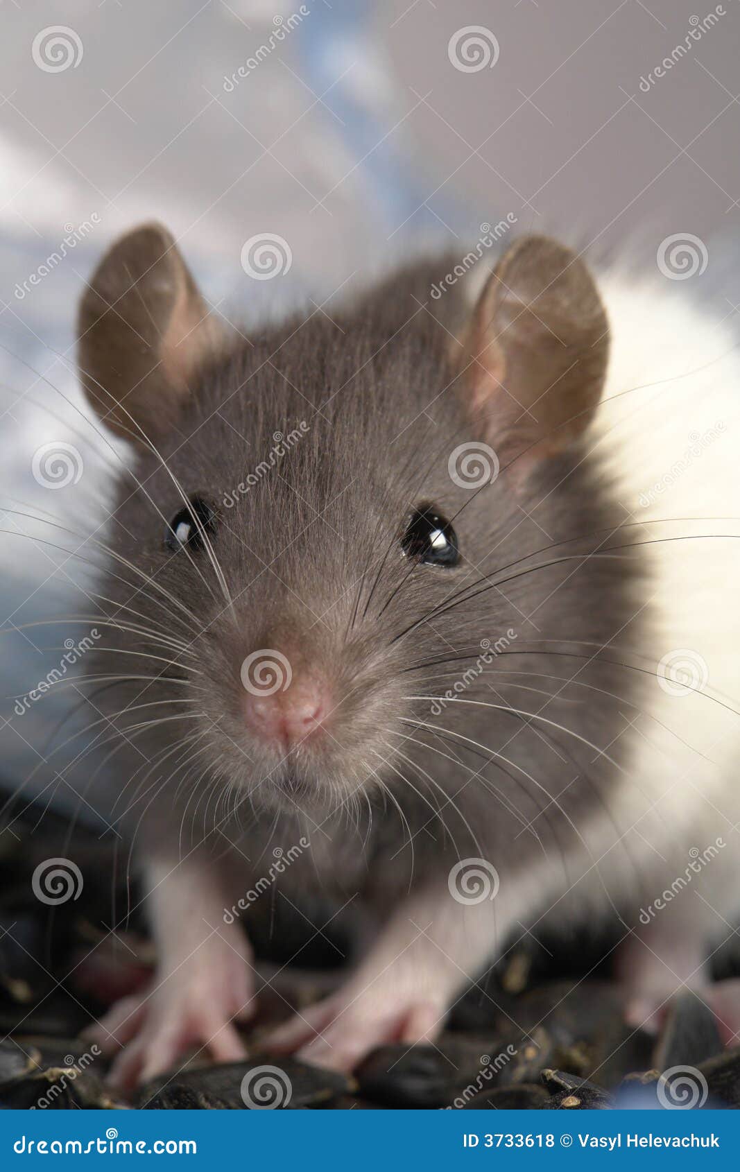 Grey rat stock photo. Image of scented, grey, moving, bait - 3733618