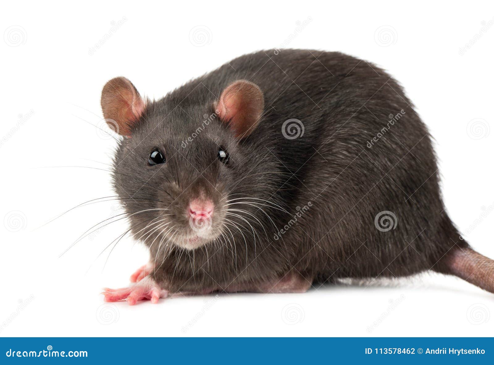 Grey rat closeup stock photo. Image of beautiful, domestic - 113578462