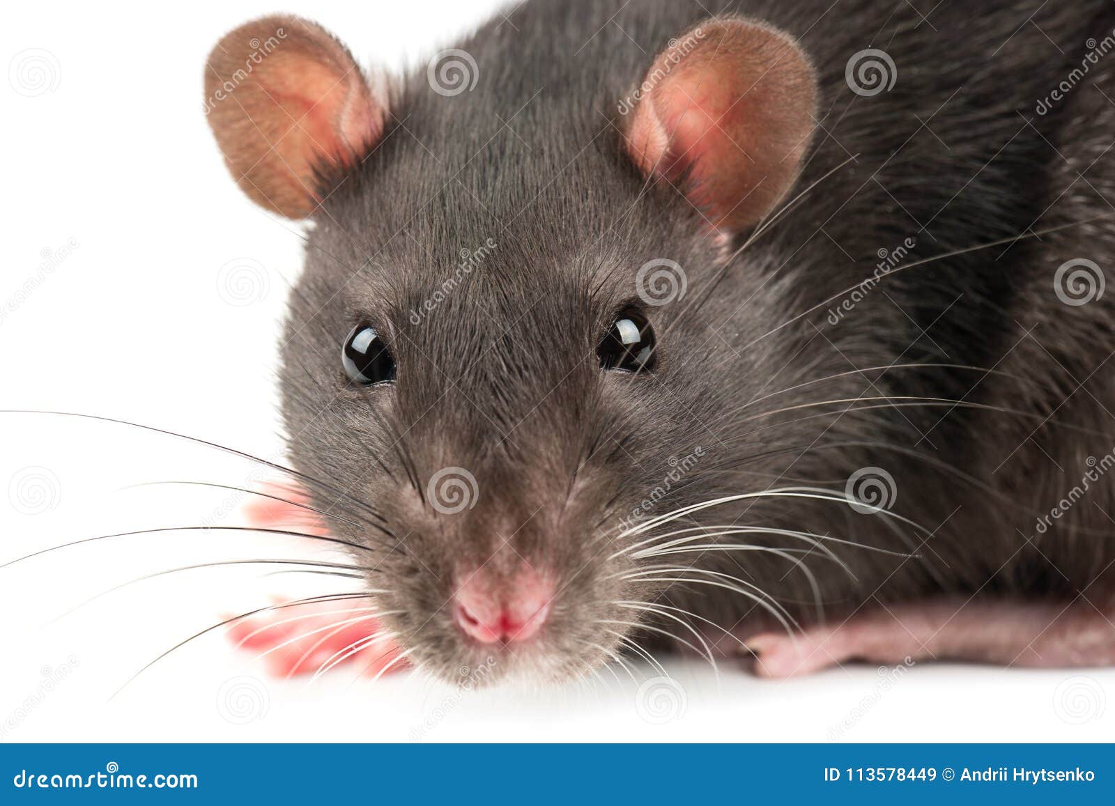 Grey rat closeup stock image. Image of animal, rodent - 113578449