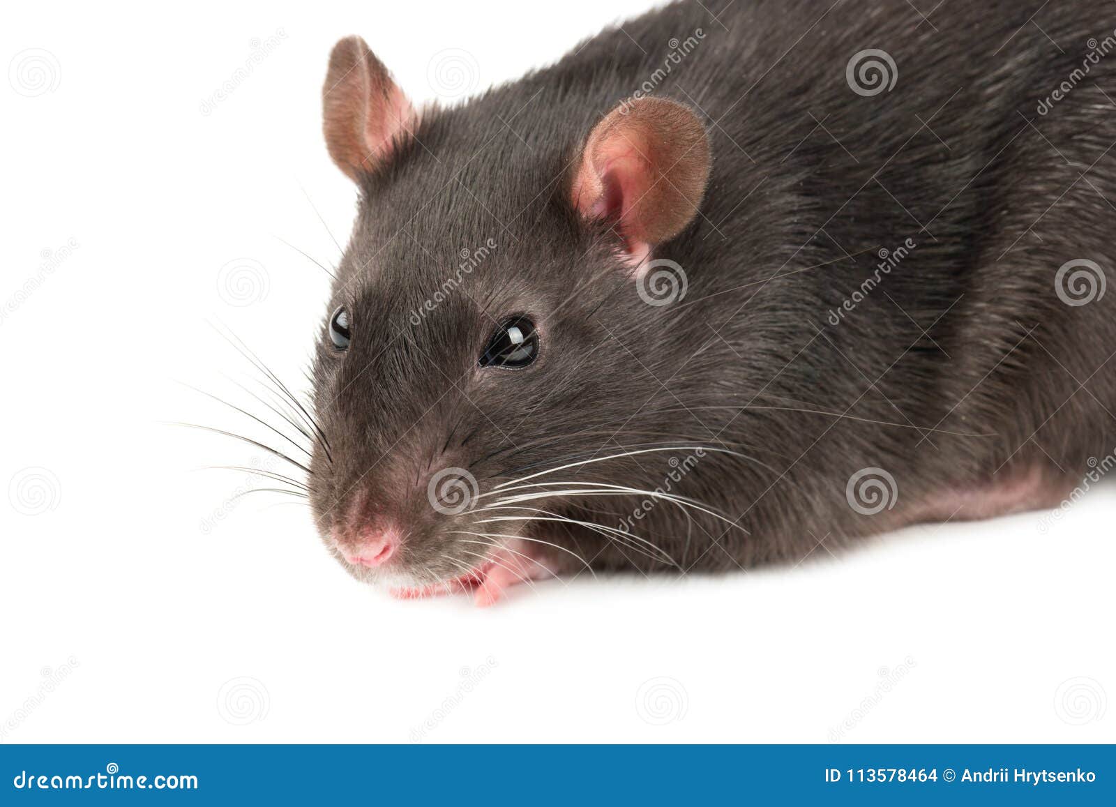 Grey rat closeup stock photo. Image of small, rodent - 113578464