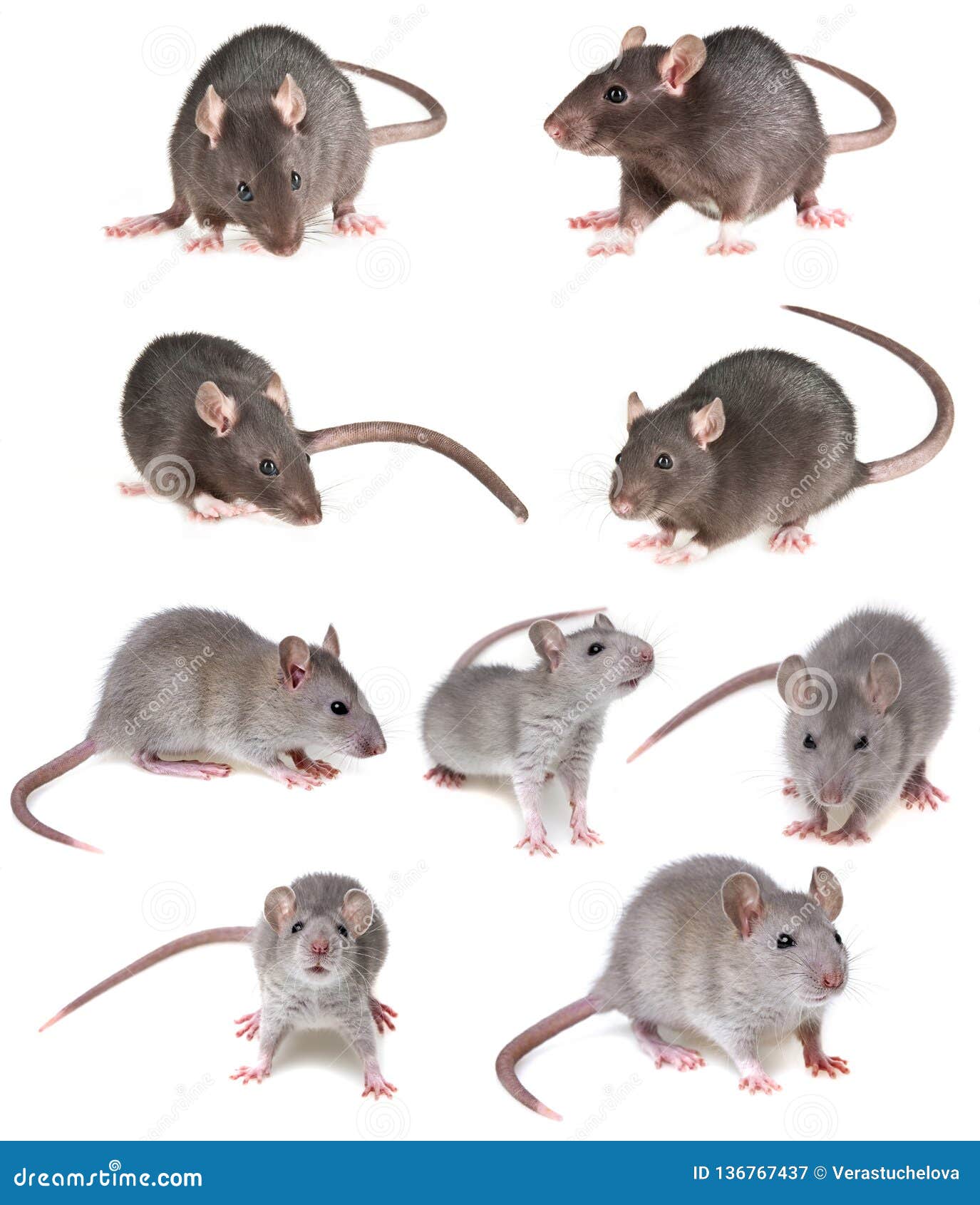 Grey rat collection stock image. Image of mammal, bacteria - 136767437