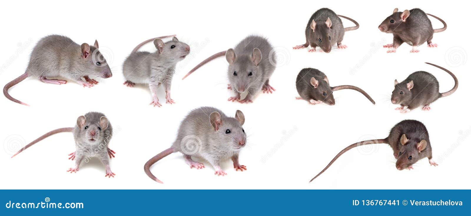 Grey rat collection stock image. Image of hairy, gray - 136767441