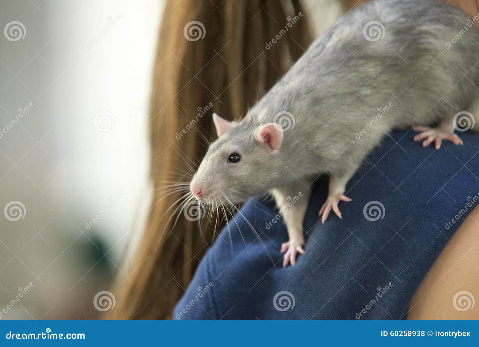 Grey rat stock photo. Image of whiskers, white, cute - 60258938