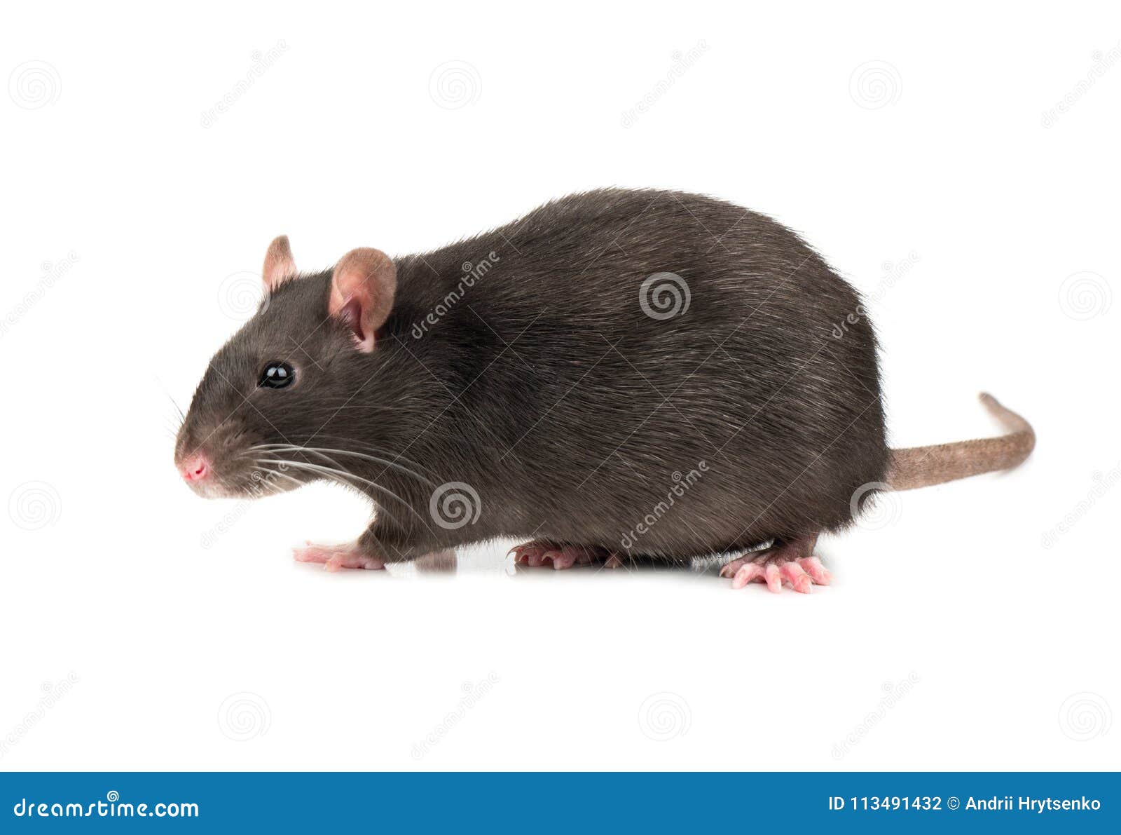 Grey rat isolate stock photo. Image of beautiful, animal - 113491432