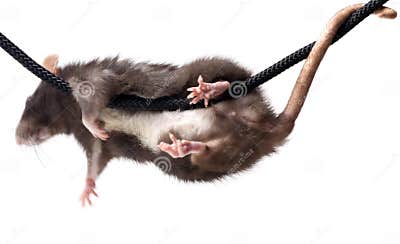 Grey rat on rope stock image. Image of white, ridiculous - 16297843