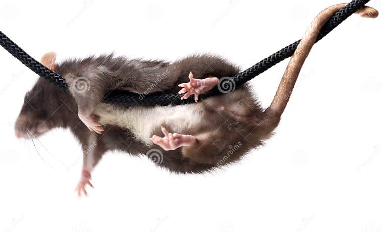 Grey rat on rope stock image. Image of white, ridiculous - 16297843