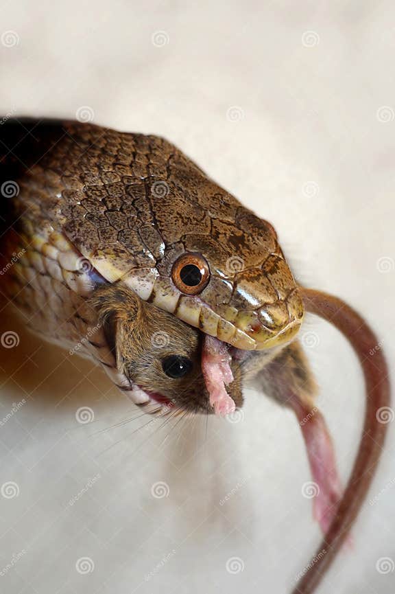 Grey Rat Snake Eating stock image. Image of hunt, catch - 9059901