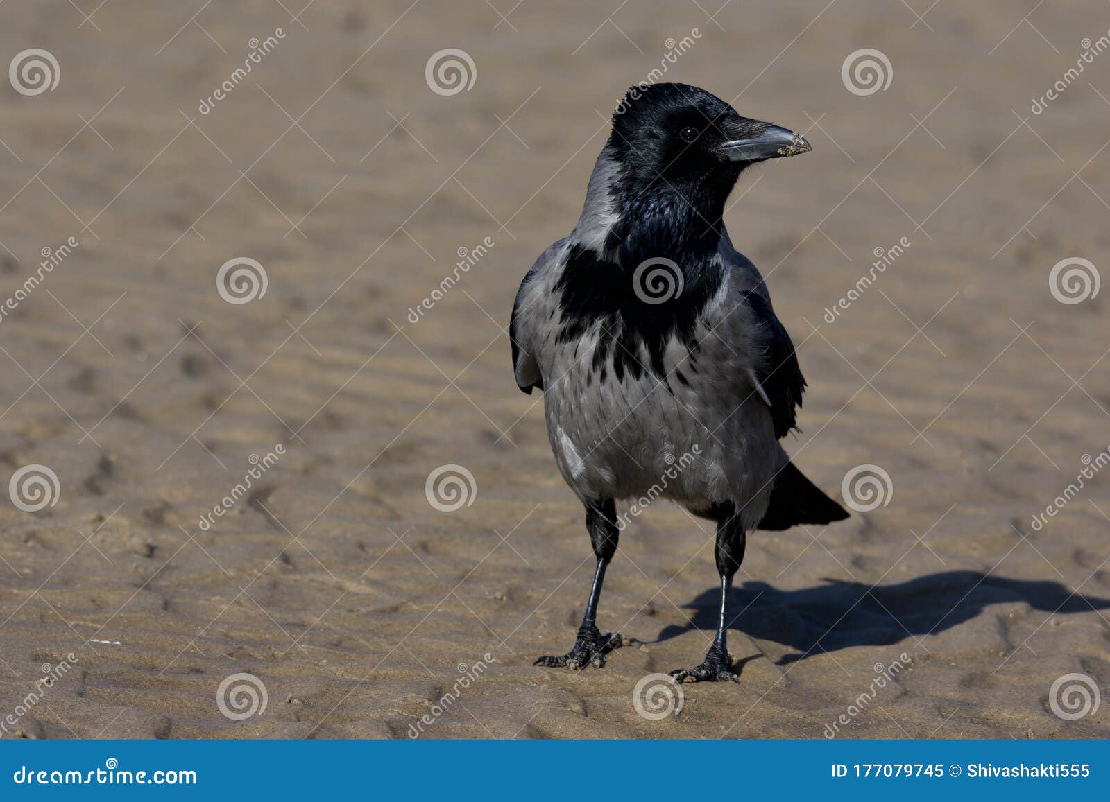 Grey raven bird on a stock image. Image of beach, raven - 177079745