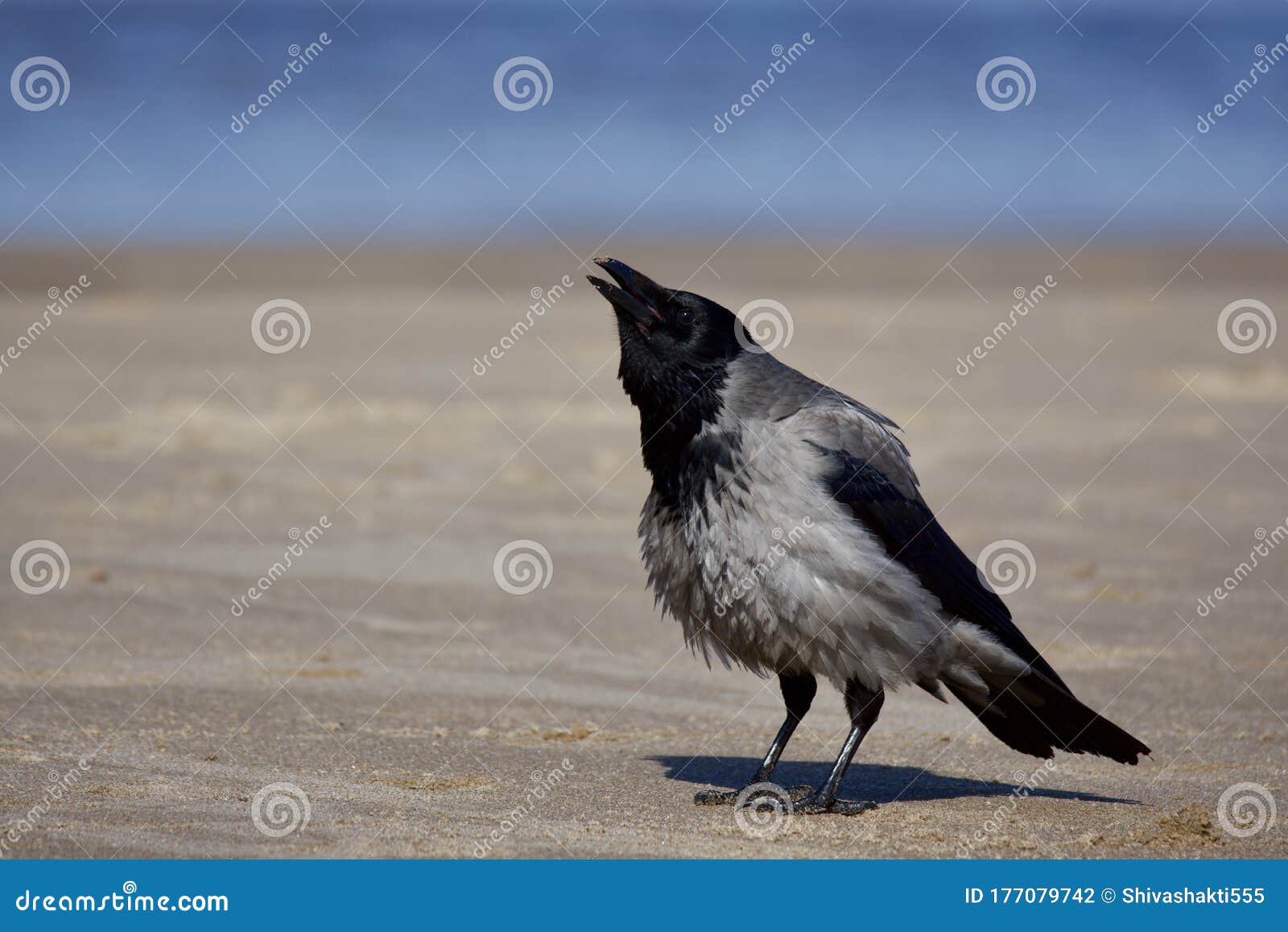 Grey raven bird on a stock photo. Image of grey, raven - 177079742
