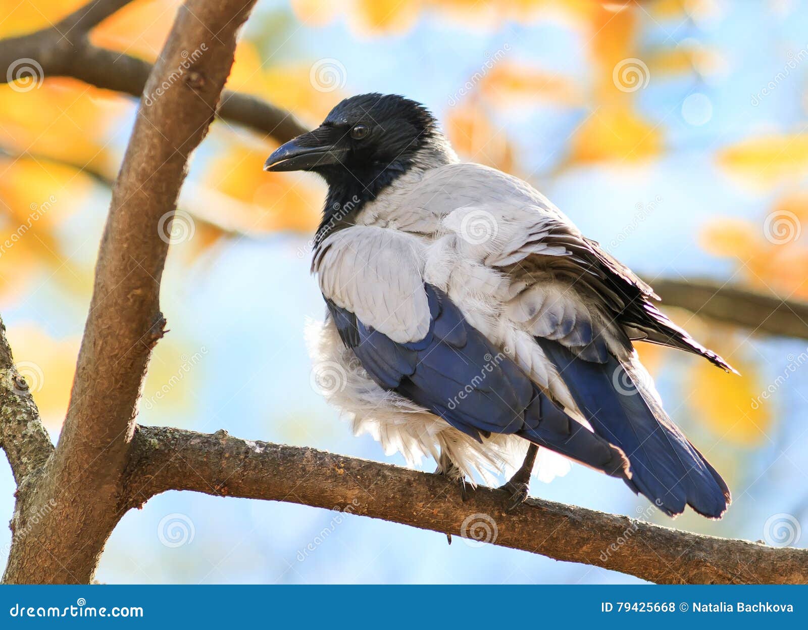 Grey Raven Stands on the Branch of a Tree in Autumn Park Stock Photo ...