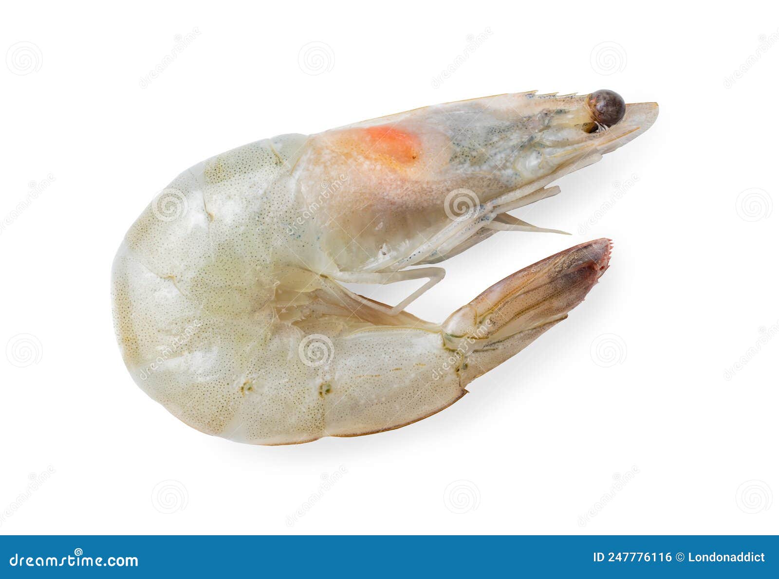 Grey Raw Shrimp Prawn Isolated on White with Head Stock Photo - Image ...