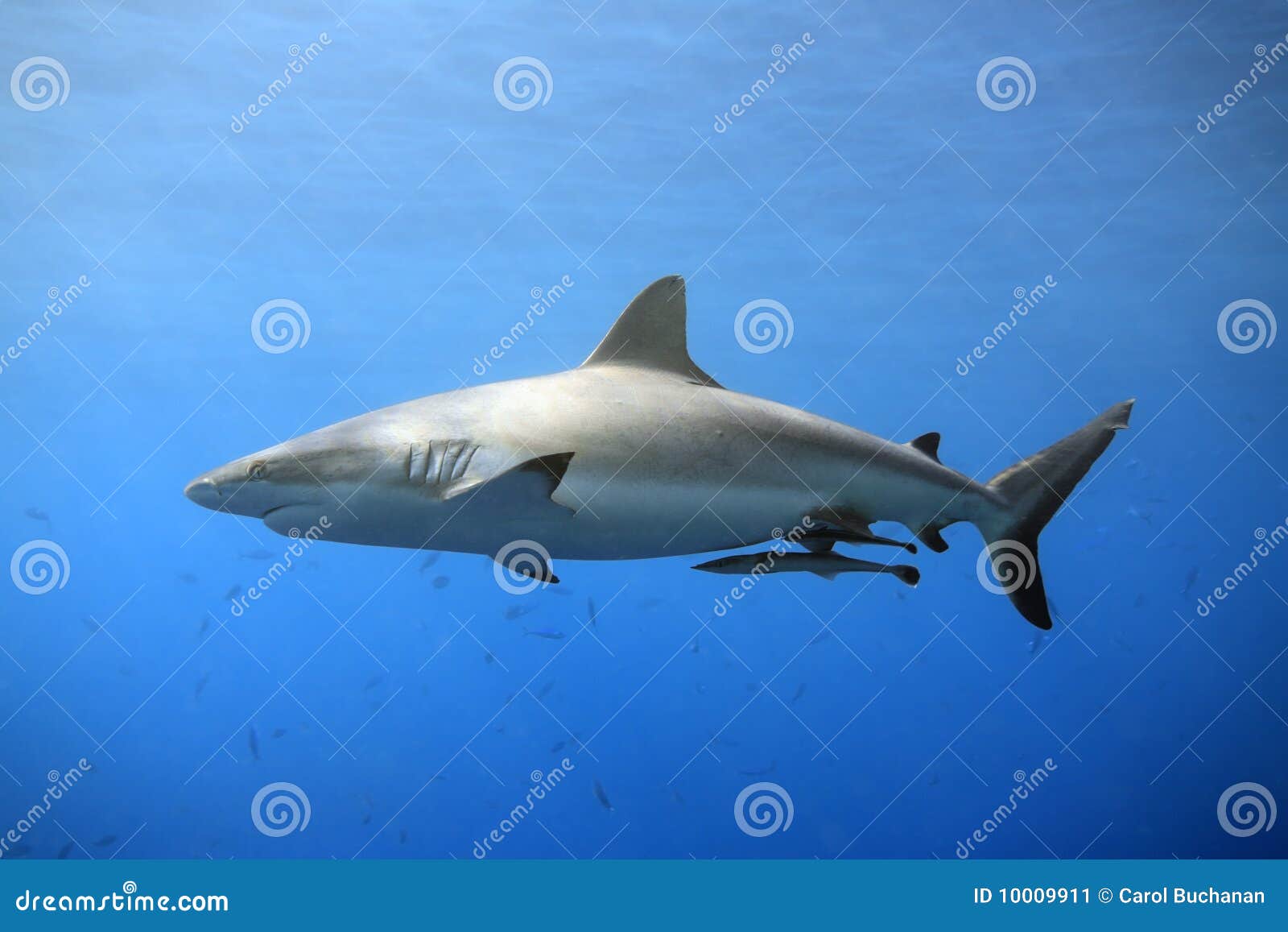 Grey Reef Shark Isolated On White Background Stock Image ...