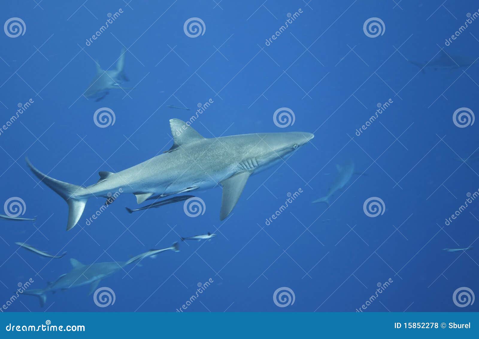Grey Reef Shark Isolated On White Background Stock Image ...