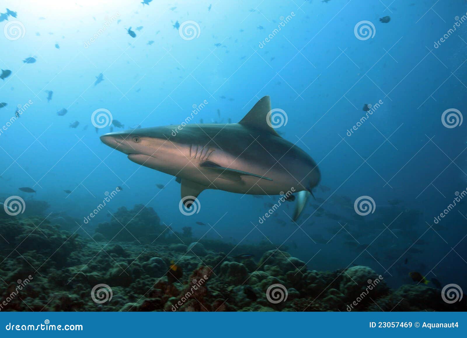 Grey reef shark stock image. Image of coral, fear, life - 23057469