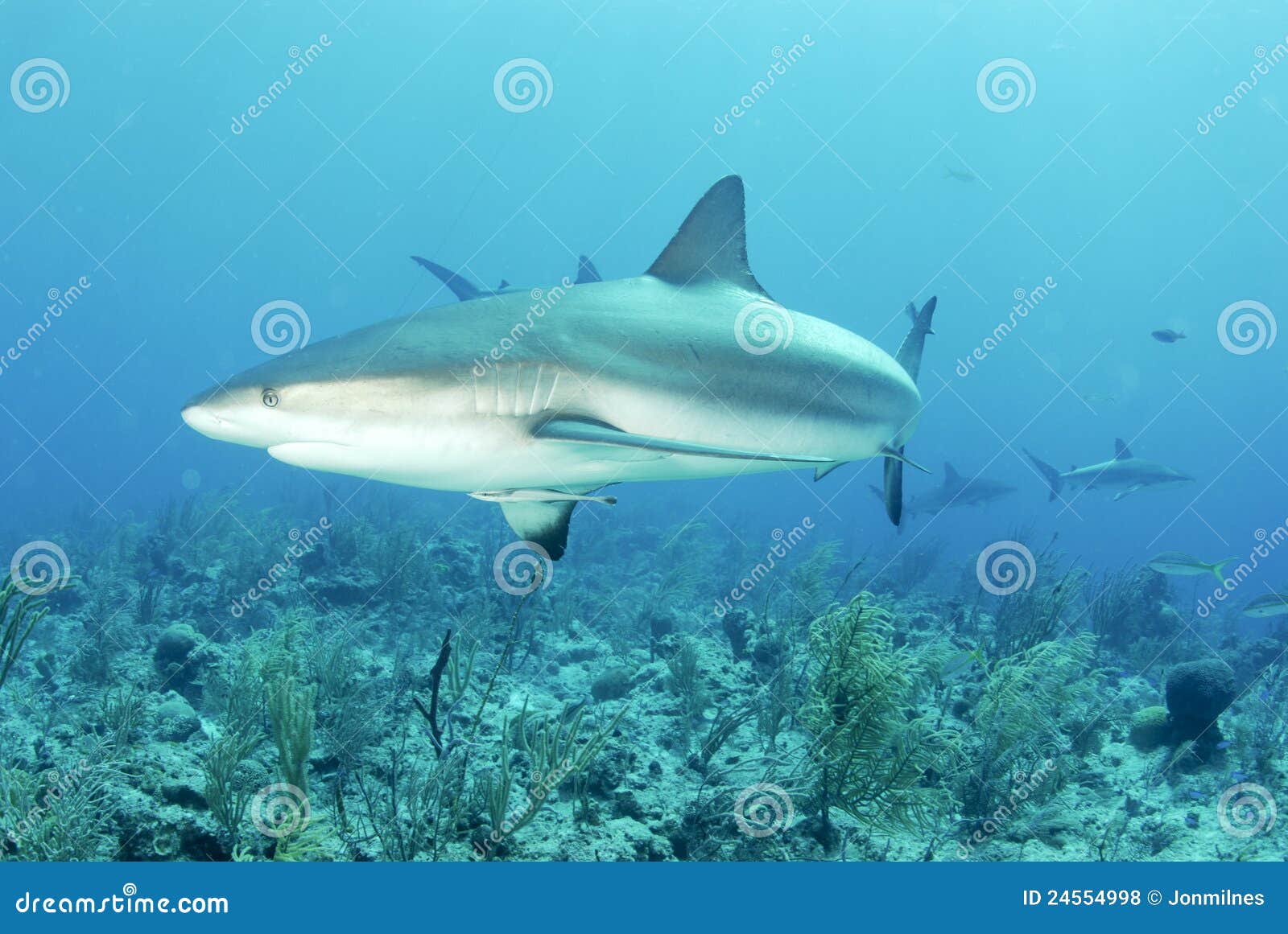 Grey reef shark stock photo. Image of environment, marine - 24554998