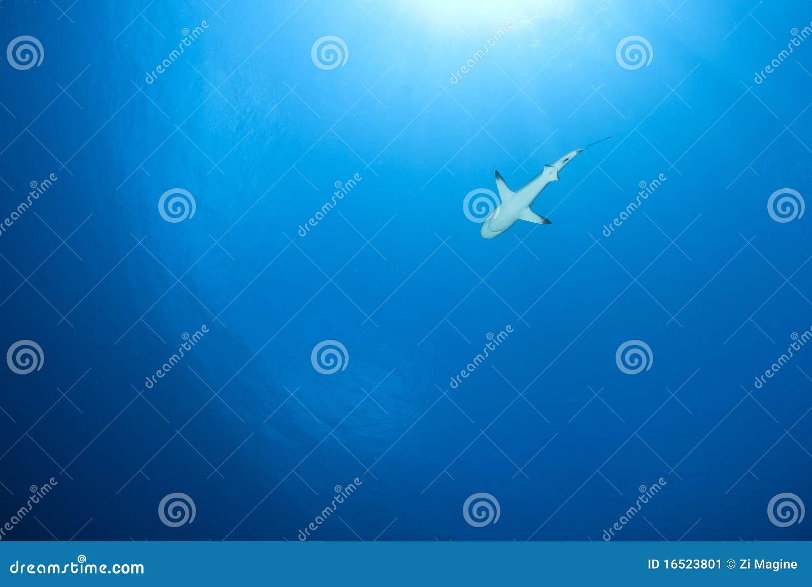 Grey Reef Shark Isolated On White Background Stock Image ...