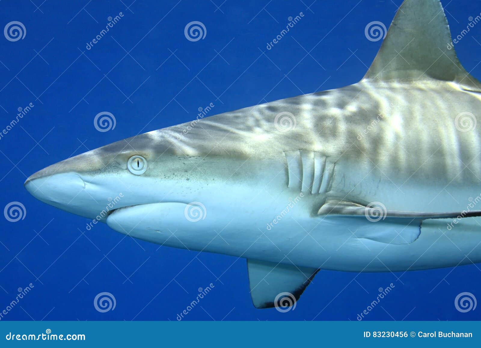 Grey Reef Shark, Carcharhinus Amblyrhynchos Fotografia Stock - Immagine ...