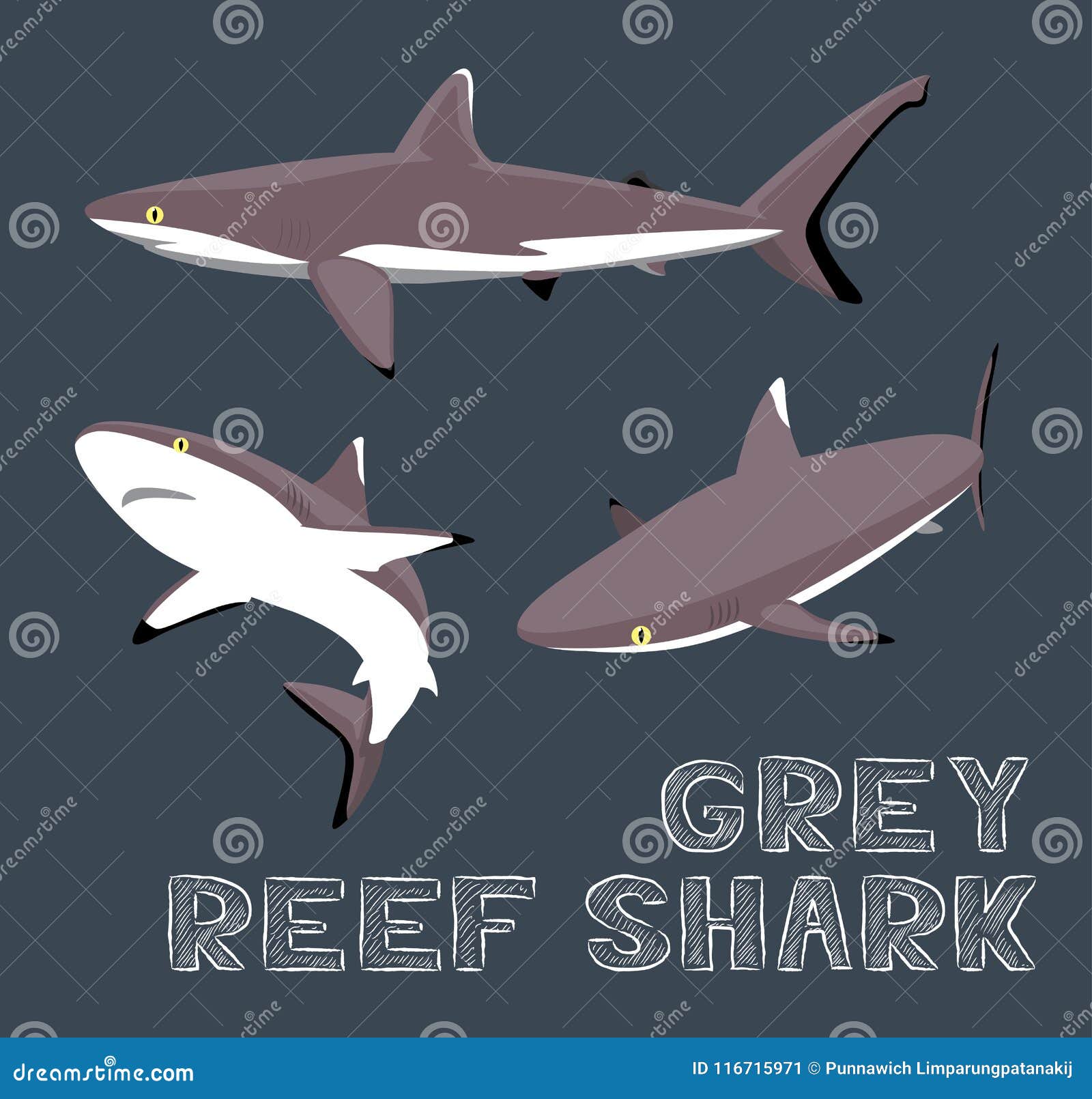 Grey Reef Shark Cartoon Vector Illustration Stock Vector - Illustration ...