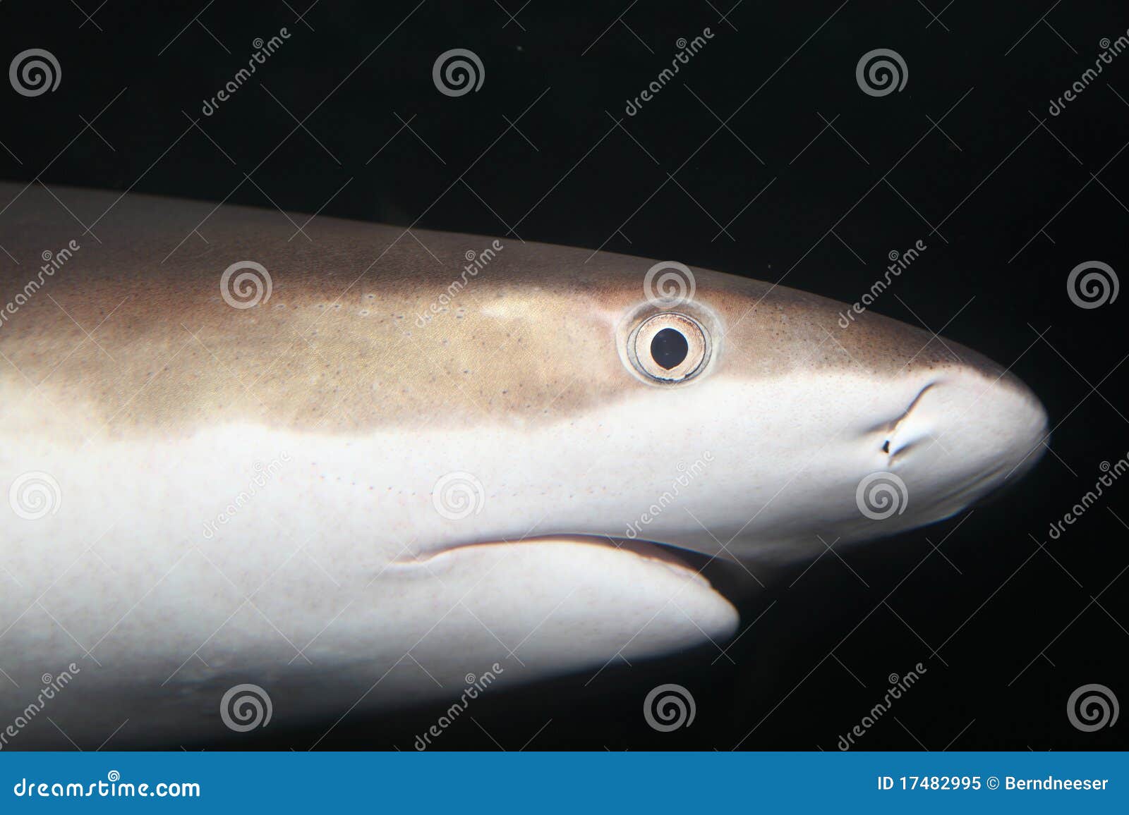 Grey reef shark - Portrait stock image. Image of marine - 17482995