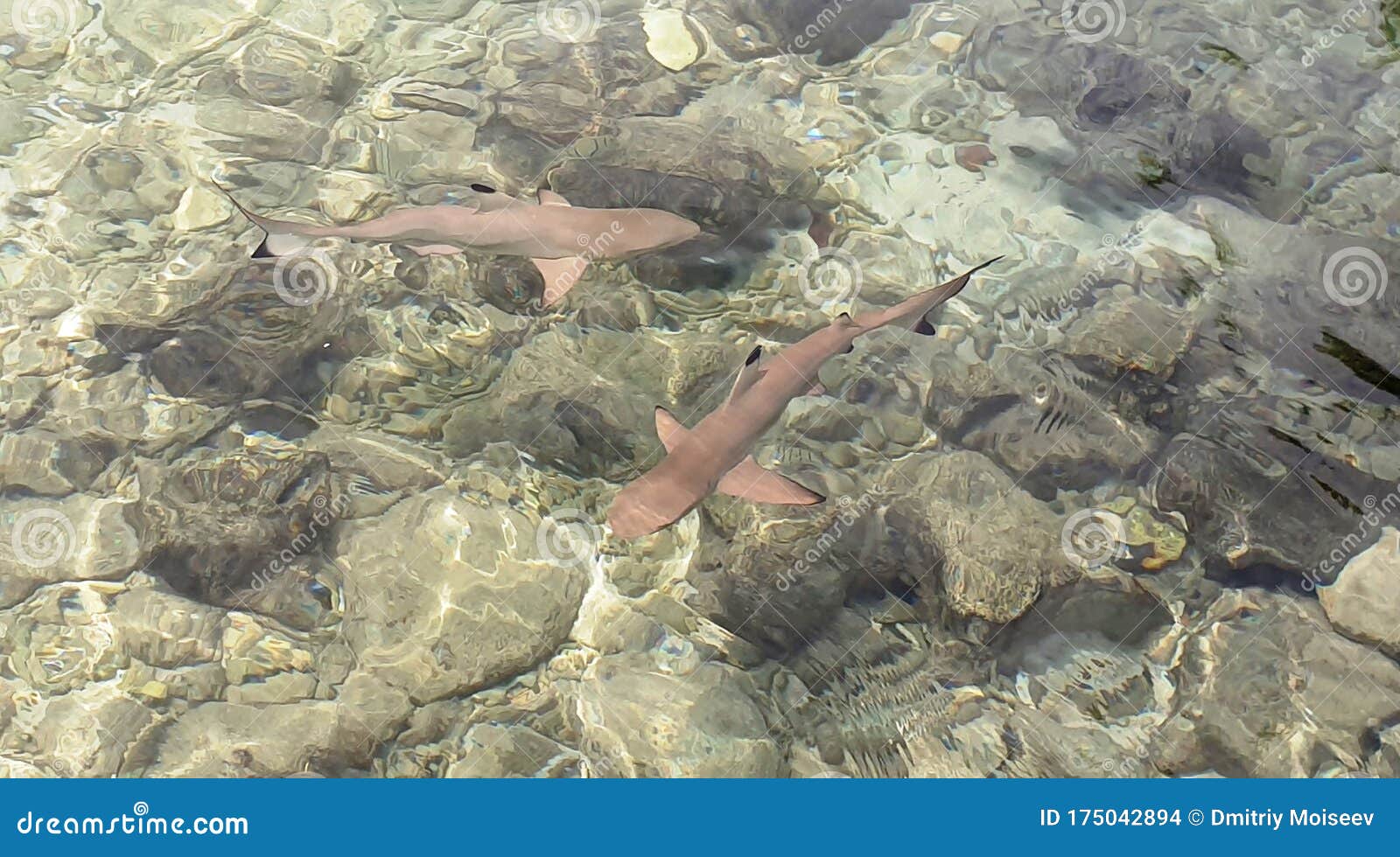 Grey Reef Sharks Swim in Shallow Water Stock Photo - Image of indian ...