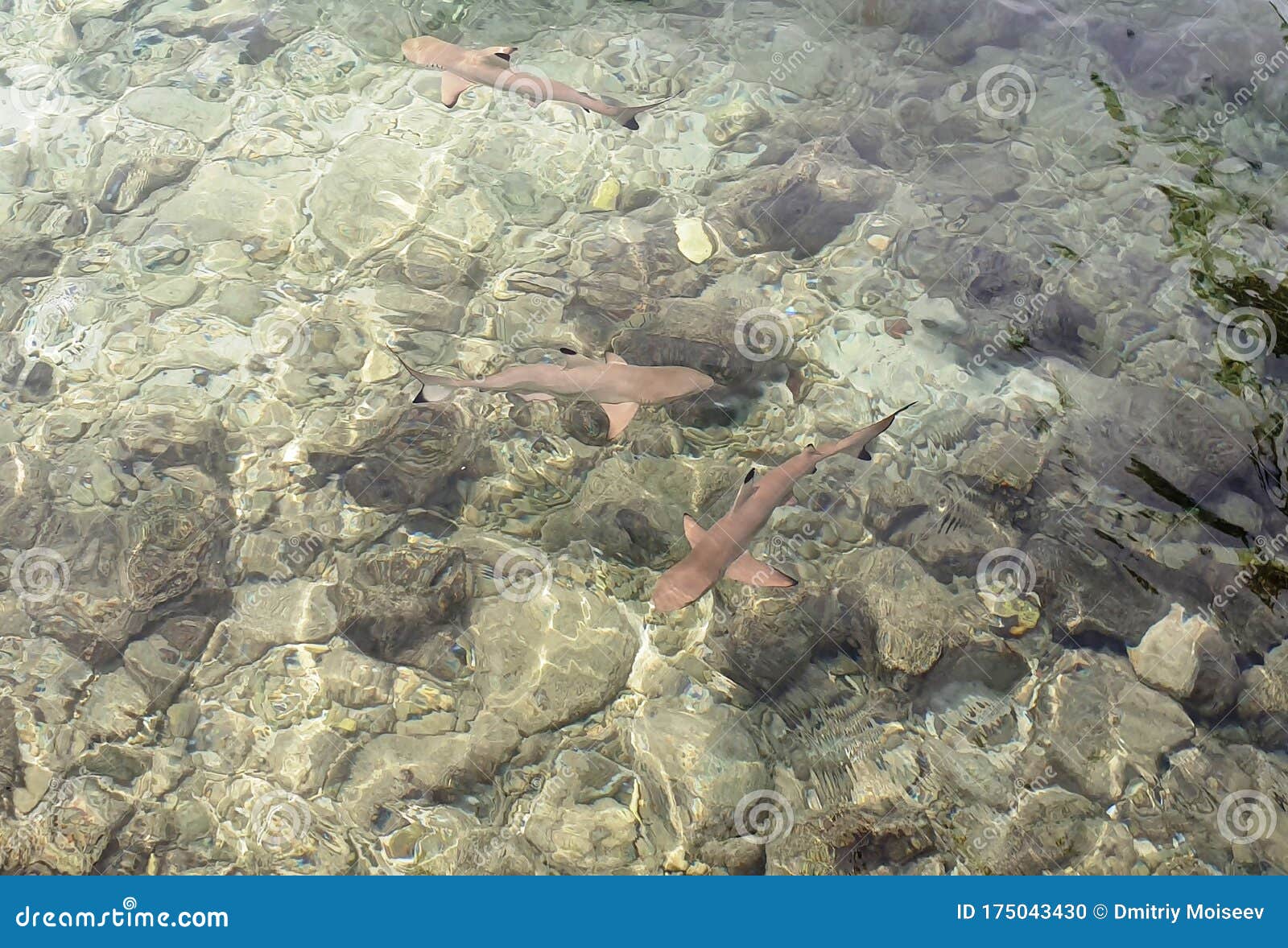 Grey Reef Sharks Swim in Shallow Water Stock Photo - Image of shallow ...