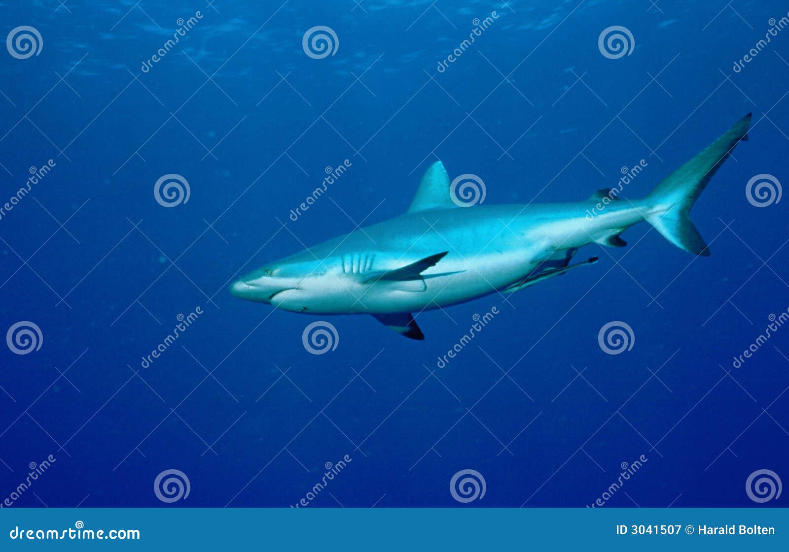 Grey Reefshark stock image. Image of hunter, ocean, pacific - 3041507