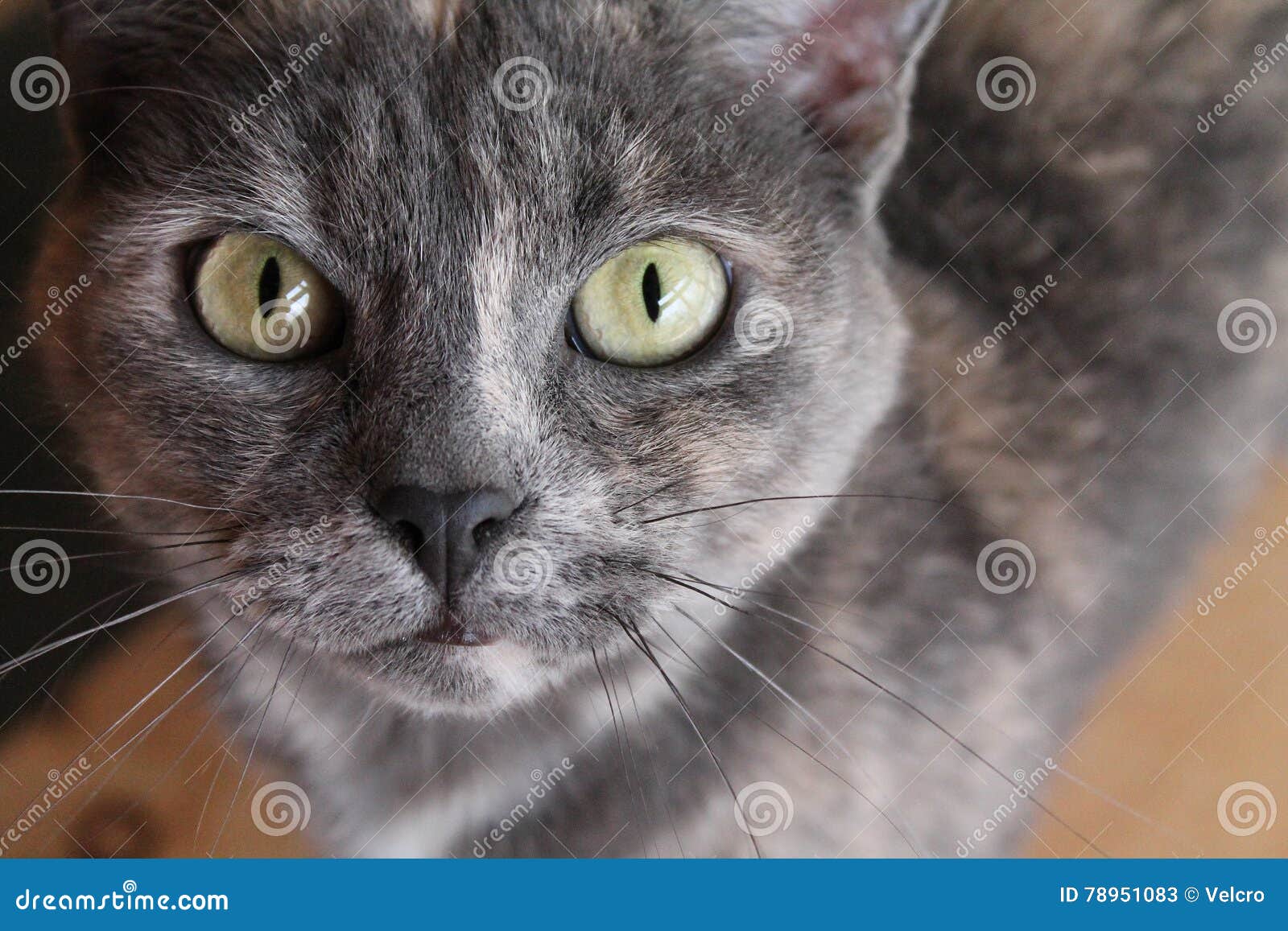 Grey Rescue Cat stock image. Image of adoption, kitten - 78951083
