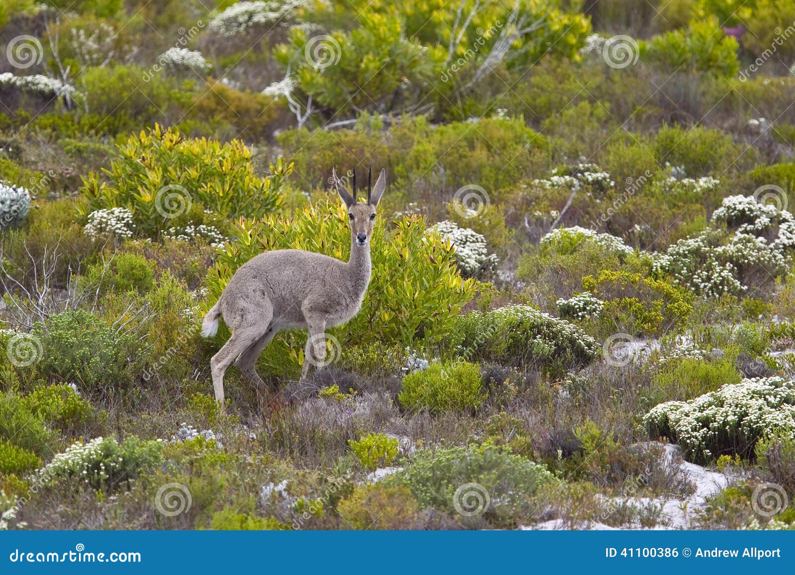 Grey Rhebok photo stock. Image of afrique, ville, mammifère - 41100386